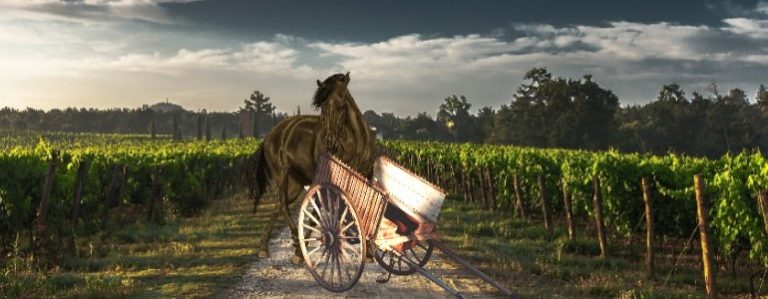 Don’t Put the Cart Before the Horse: Questions to Ask Before You Begin ...